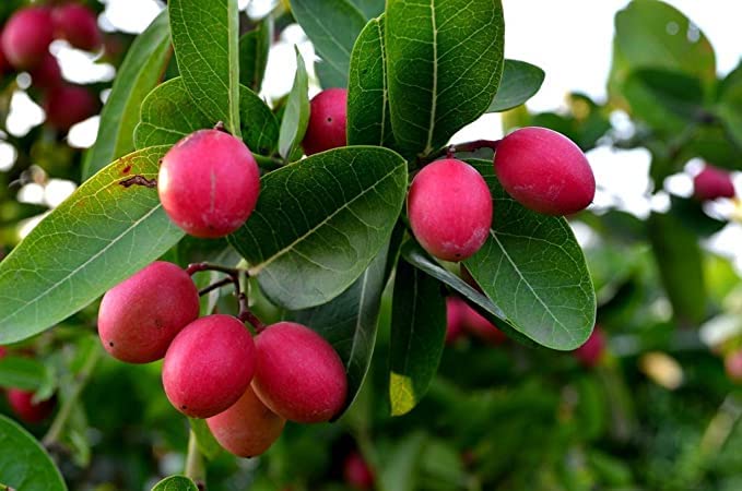 Healthy Vibe Karonda Fruit Plant - Exotic and Hardy for Home Gardens ...
