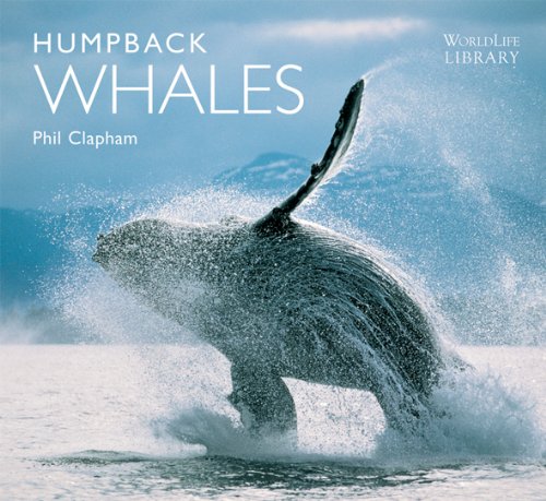 Humpback Whales: Amazon.co.uk: Clapham, Phil: 9781841072562: Books