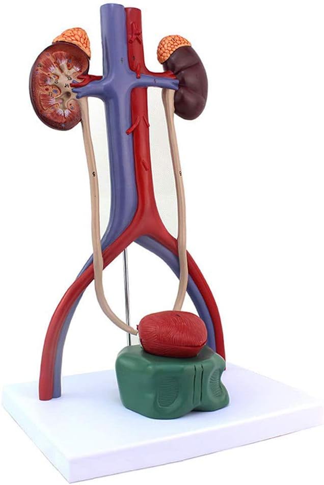 Amazon.com: PacuM Teaching Model,Anatomy Model of Male Urinary System ...
