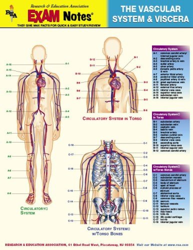 Vascular System & Viscera Anatomy EXAM Notes (EXAM Notes Reference ...
