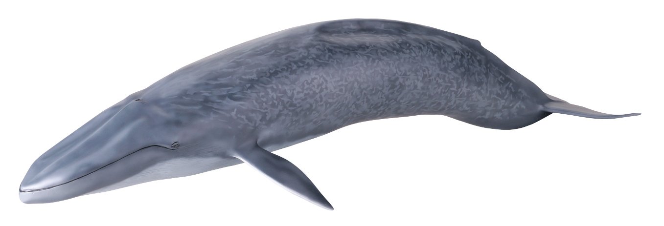 Buy Kaiyodo Blue Whale: MSA-004 Shironagasu Kujira PVC Figure Statue ...