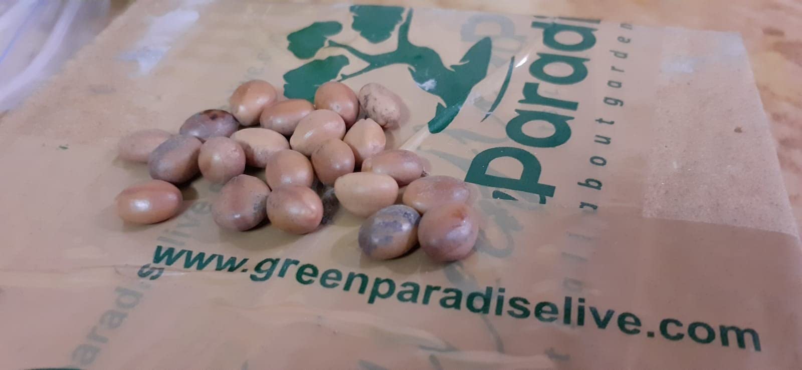 GREEN PARADISE® Cassia Fistula Tree Seeds F1 Quality seeds Pack Golden ...