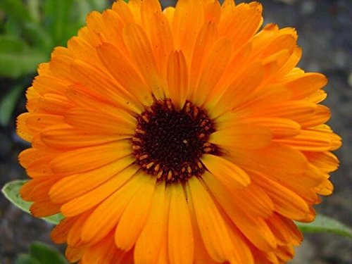 Creative Farmer Flower Seeds : Gulsarfi Seeds Greenary Garden (11 ...