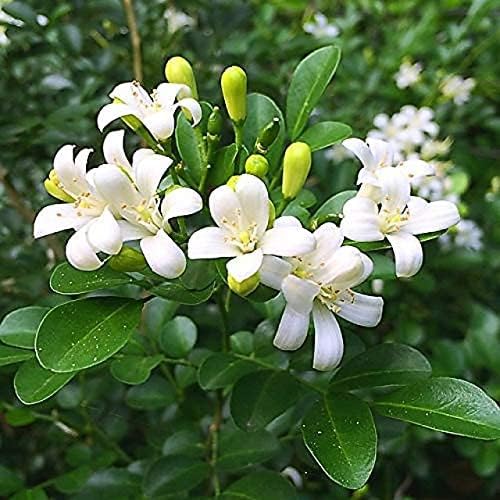 Bagaan Live Rare Murraya Paniculata Jasmine Plant White Flowers Indoor ...
