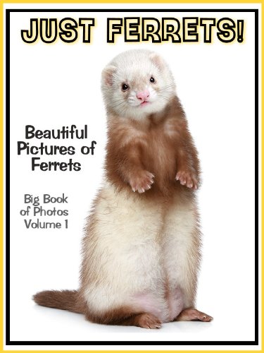 Just Ferret Photos! Photographs and Pictures of Ferrets, Vol. 1 ...