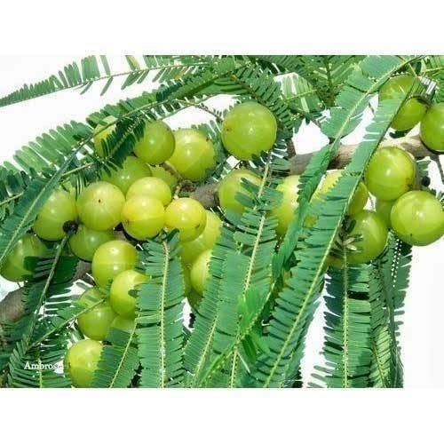 Rahaman " Bhumi Amla "Clone tyep hybrid Red Amla, Plant Amalaki ...
