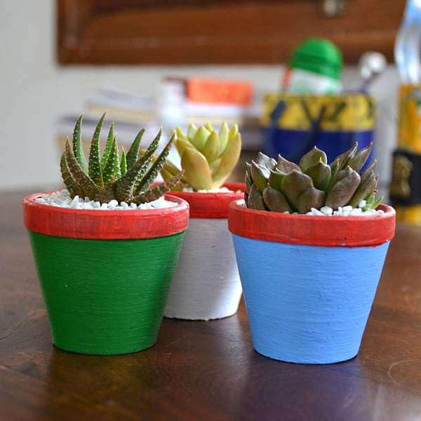 Mphmi Seedless Plant Succulent Plants Succulent triplets in colorful ...