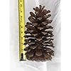 Amazon.com: Huge Box of 50 Extra-Large (5 to 7 inch) Long Leaf Pine ...