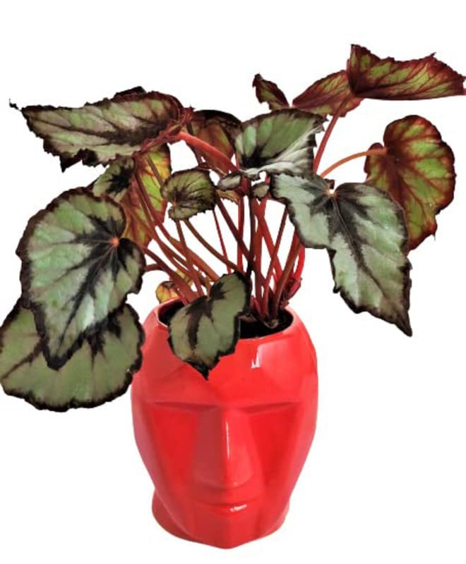 ENRICH PLANTS : BEGONIA REX : Natural Live Plant : Elegant Robo Ceramic ...