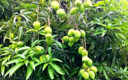 GOLDEN BLOOM Grafted Original Kancha meetha Mango Kacha Meetha Aam Live ...