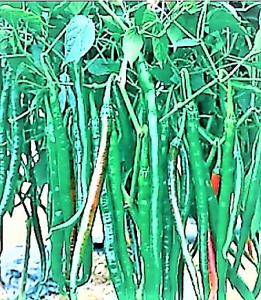 NATURE WORLD PREMIUM HYBRID ORGANIC GREEN CHILLI SEEDS : Amazon.in ...