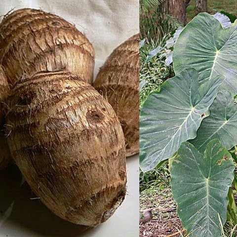 Kachu Root Live Plant | Taro Root Vegetable for Outdoor Garden ...