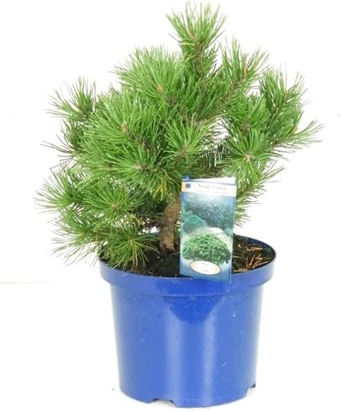 Evergreen Dwarf Mountain Pine Tree - Pinus mugo 'Mops' Plant for ...