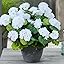 Amazon.com: Cherica 12 Pcs Outdoor Fall Decor, Fall Flowers Artificial ...