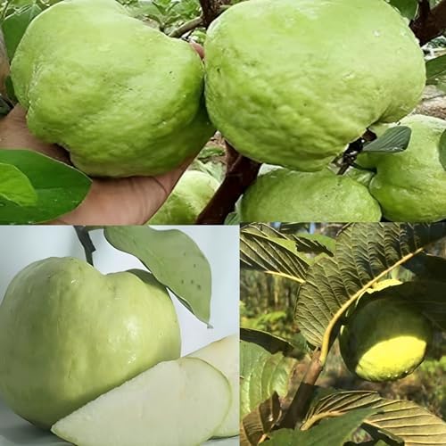 Pyanabi Combo 2 "White Guava Indonesian Seedless " Air Layered Plant ...