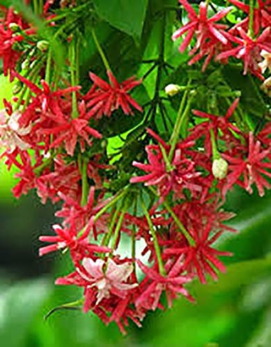 LushGreen Gardens Live Madhumalati Madhulata Madhabilata Honeysuckle ...