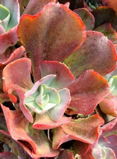 Nainileaf - Echeveria Crinoline Ruffles Bare Rooted Indoor Outdoor ...