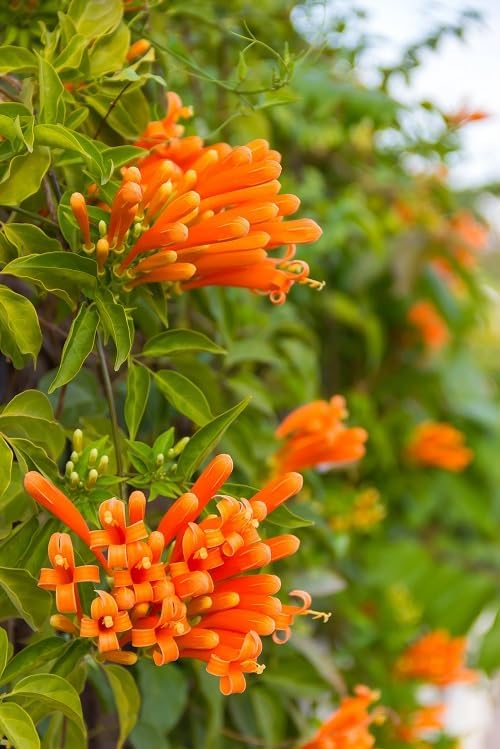 Plant Exotic Vine Flaming Trumpet Vine-Creepers Flower Plant Very ...
