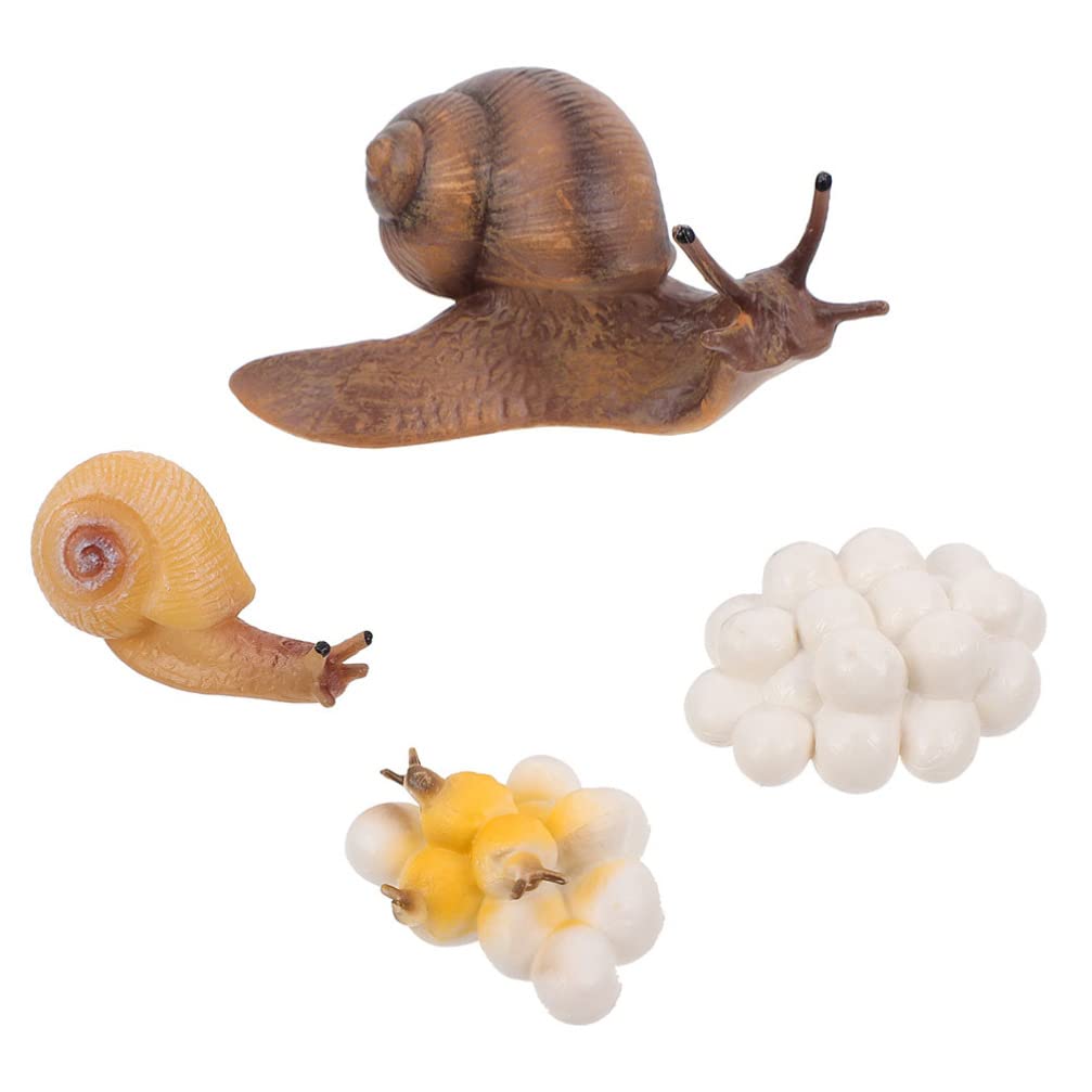 Buy Toyvian Snail Life Cycle Figures Animal Life Cycle Model Figure ...