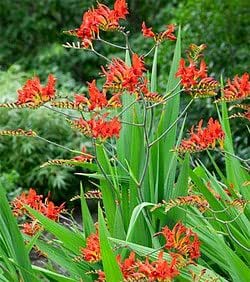 Amazon.com : 100 Crocosmia - Lucifer bulb : Plant Bulb Collections ...