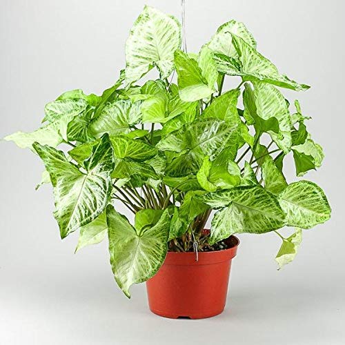 UJJAISEEDS Live Nephthytis Berry Syngonium Green Indoor Plant in Pot ...