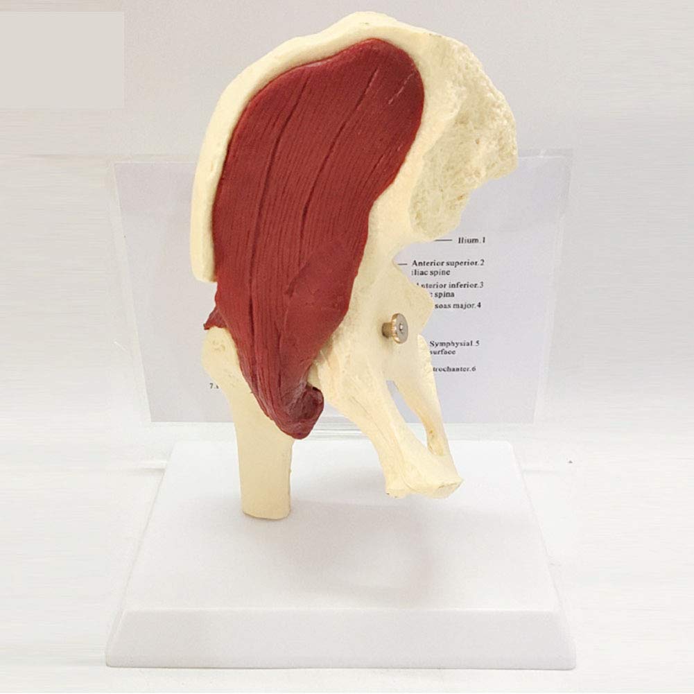Hip Joint Model Labeled