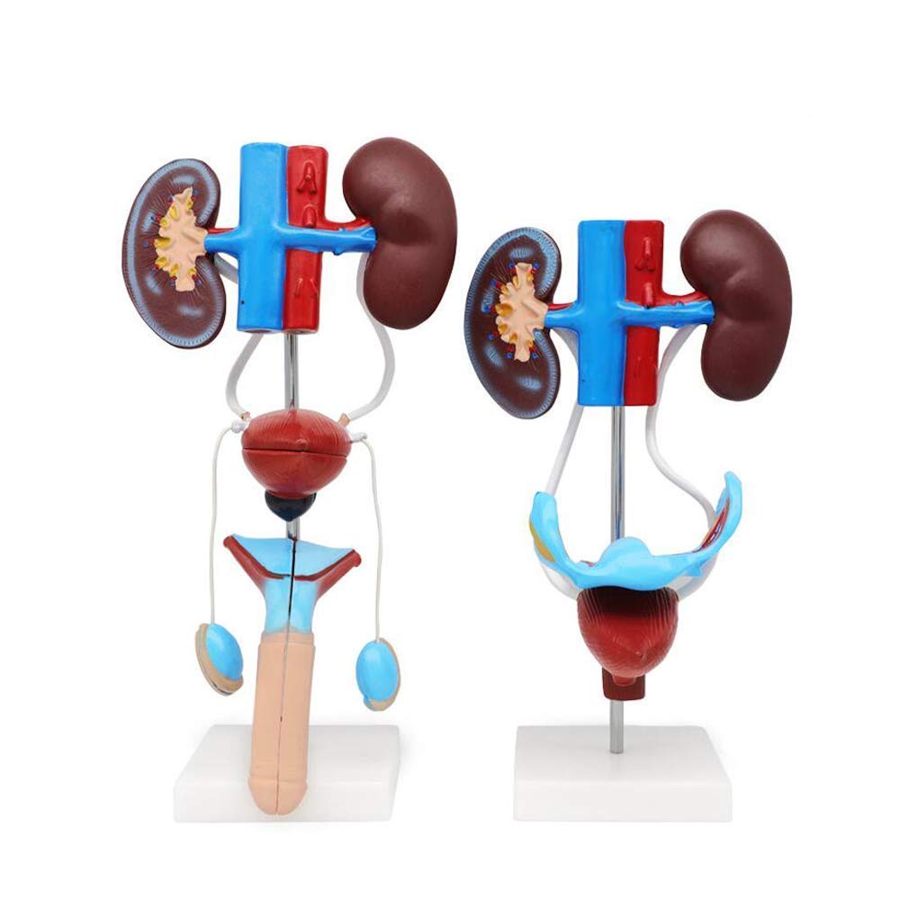 Buy SLRMKK Male/Female genitourinary System Model - human organ ...