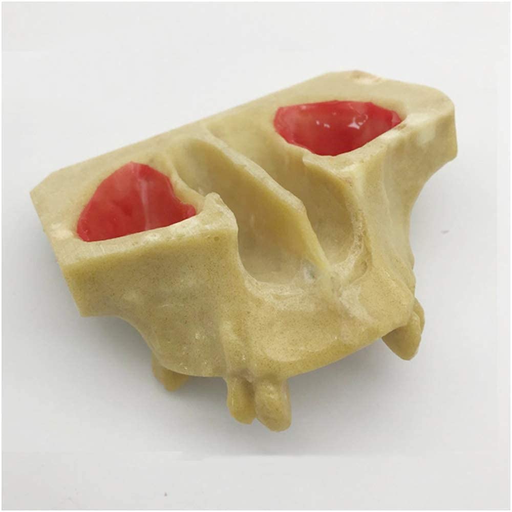 Buy Maxillary Teeth Model - Teeth Model for Educational - Upper Jaw ...