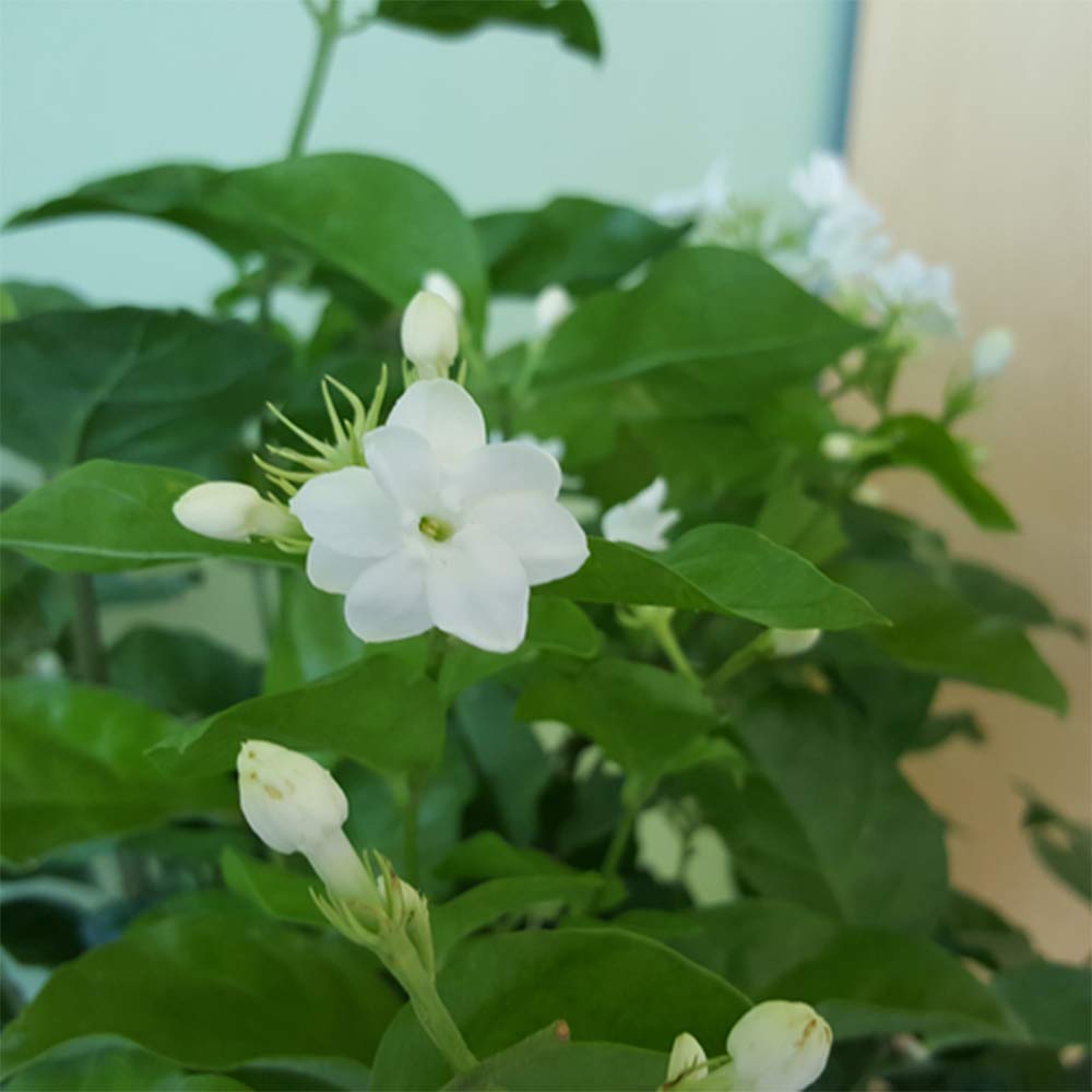 American Plant Exchange Sambac Arabian Jasmine Low Maintenance Live ...