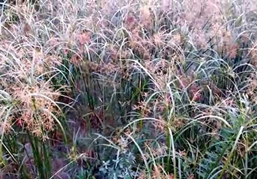 Plant House Live Nagarmotha - Cyperus Rotundus Medicinal Plant with POT ...