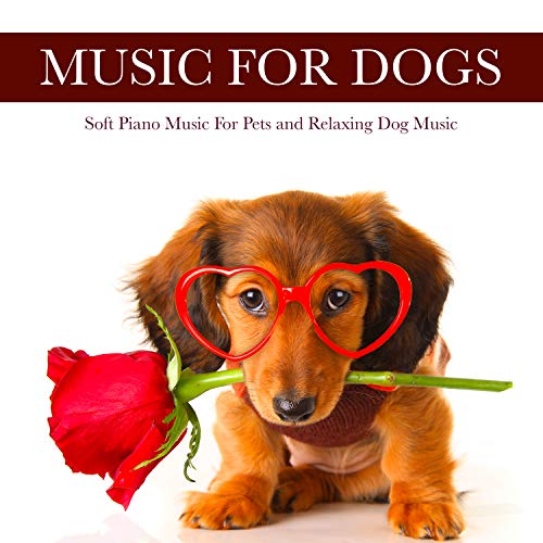Play Music For Dogs: Soft Piano Music For Pets and Relaxing Dog Music ...
