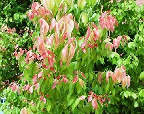 Kapebonavista® Tejpatra Talisha Pattri Tamala patra Tejpatta Indian Bay ...