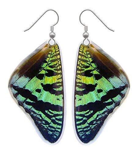 Amazon.com: Real Butterfly Wing Earrings - Nature, Natural, Bugs ...