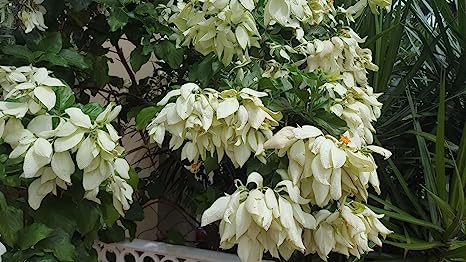 Mampi Garden White Musanda Dwarf Mussaenda Erythrophylla Ashanti Blood ...
