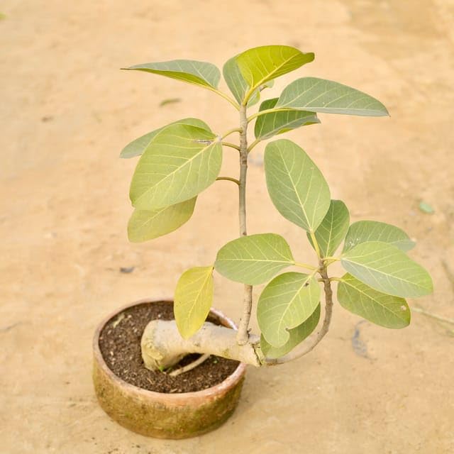 Badh/Banyan tree in 8 inch Evergreen Plant Clay Tray : Amazon.in ...