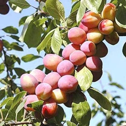GREEN LINE Plum Aloo Bukhara plant Fruit (Grafted) - Fruit Plants ...