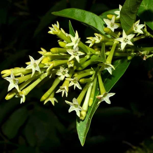 MaliaGarden Live Hasnuhana Flower Plant-Raat ki Raani-Night Blooming ...