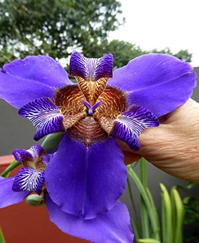 Garden Art New Imported Neomarica Blue Caerulea Walking iris Live Plant ...