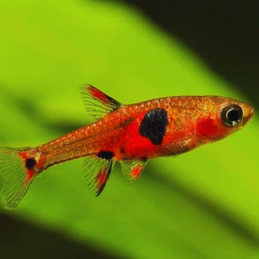 Amazon.com : Neat&Tidy Strawberry Rasbora - 10 Pack - Live Fish for ...