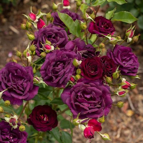 Amazon.com : Heirloom Roses Rose Bush - Variegata di Bologna Live ...