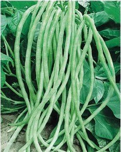 Organic Long Cowpea (Payar) seeds from Wholesome Farm : Amazon.in ...
