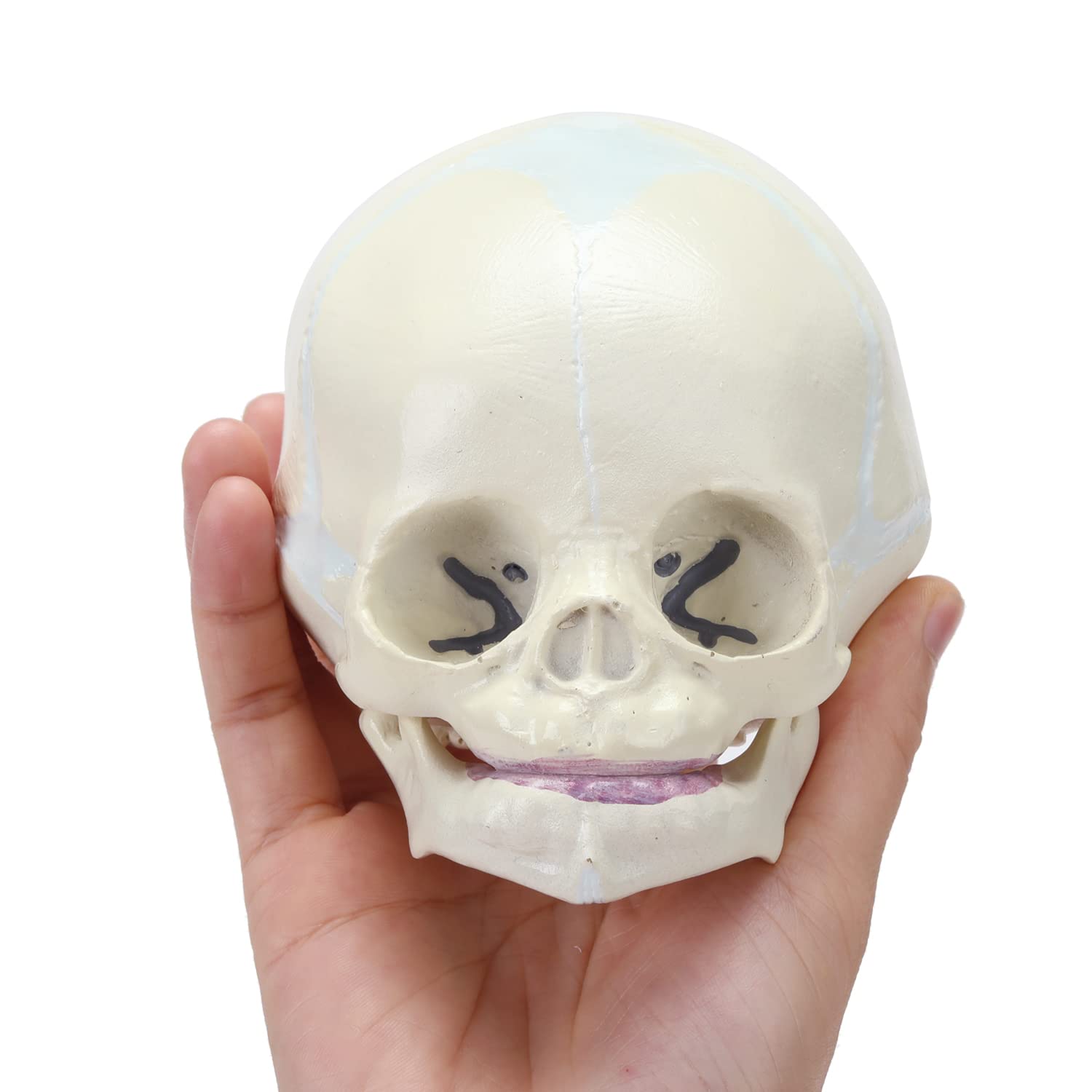 Snapklik.com : Human Infant Skull, Life Size Fetal Model For Medical ...