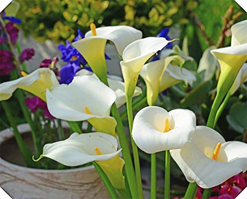 cuando plantar bulbos de calas blancas [Tu Huerto y tus semillas] 2023