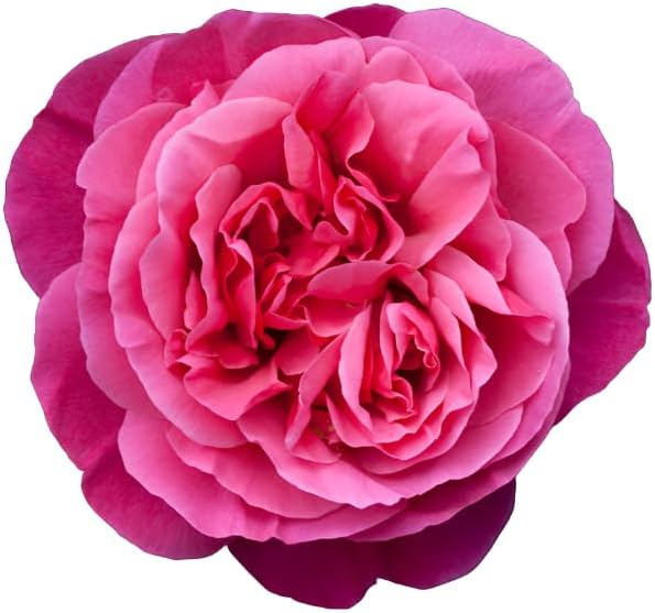 Amazon.com : Heirloom Hybrid Tea Roses, Live Own Root Plant for Outdoor ...