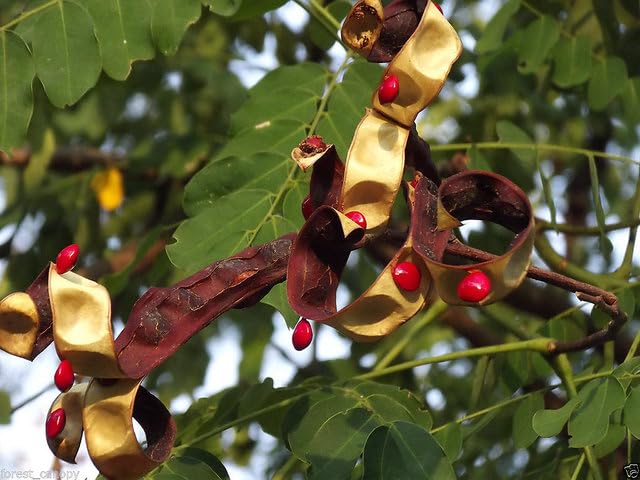 Red sandal tree live plant,live tree plant for red sandal (Pack of 3 ...