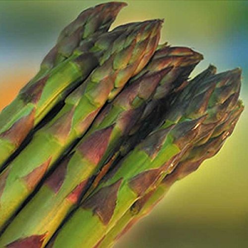 I Migliori 4 Semi di Asparagi: la classifica dei più comprati nel 2026 ⭐️