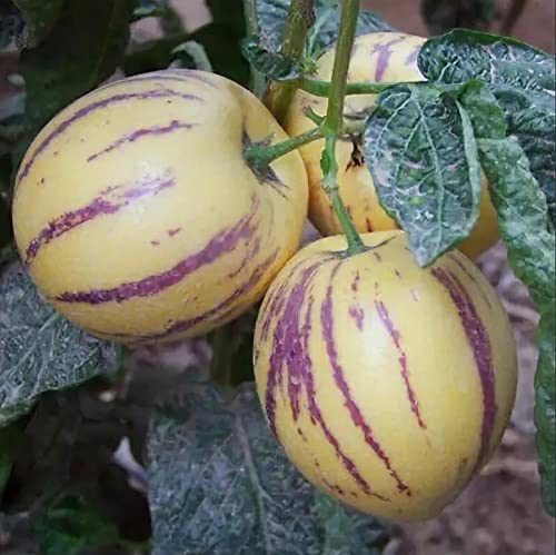 Pepino fruit - How to grow & care