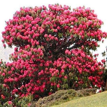 Rhododendron Arboreum Live Plant (Mainaam Garden) Rhododendron Plant ...