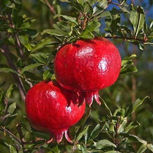 Red Ganesh Hybrid Anar Pomegranate Plant Bedana Live Plant (Guti Kalam ...