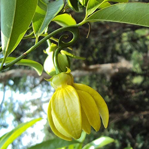 Guru24Hours™ Hirwa Chafa Live Plant : Amazon.in: Garden & Outdoors